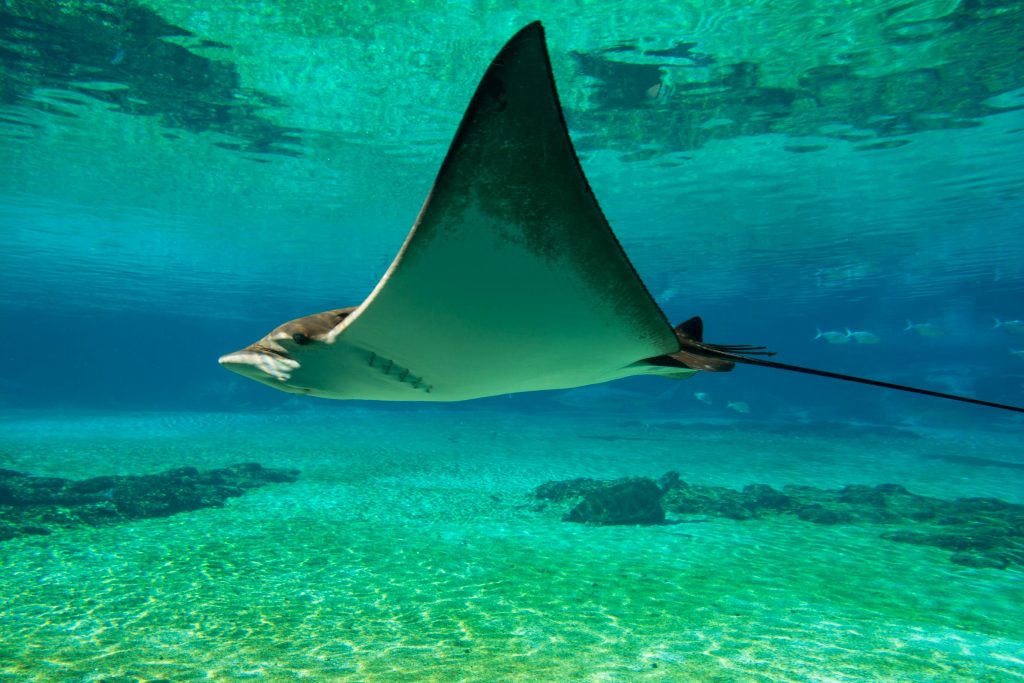 Swim with Stingrays at Stingray City Antigua - Antigua Luxury Vans